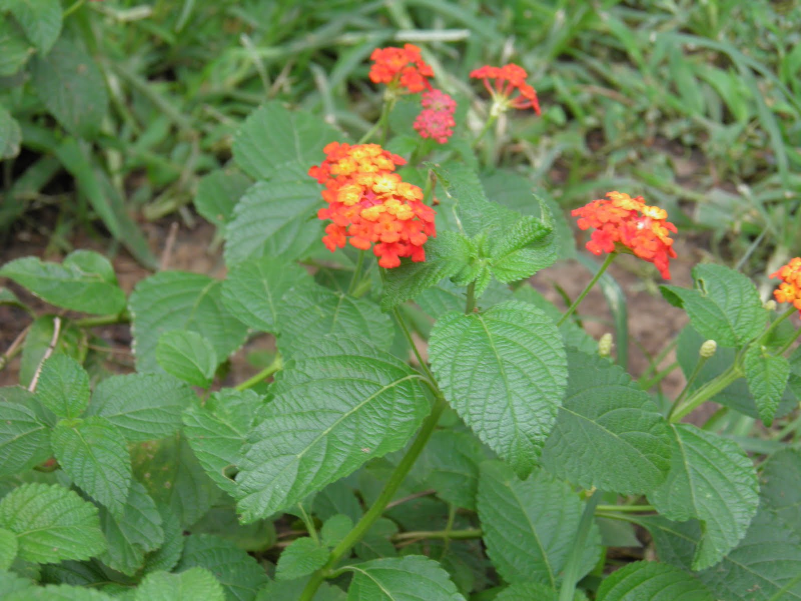 Lantana plants are lovely | Bubbling with Elegance and Grace